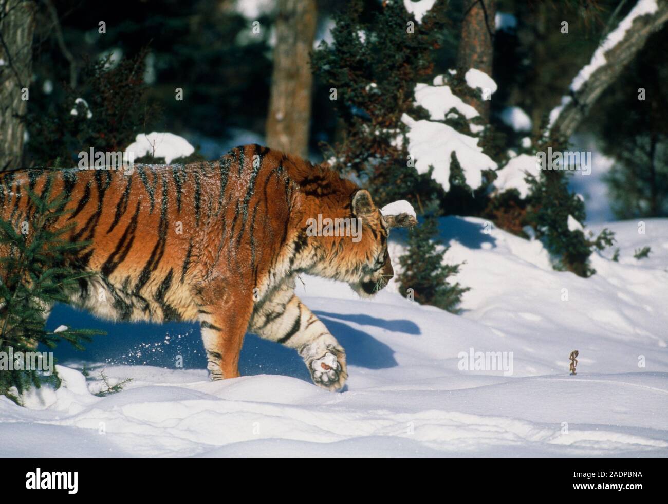 Sibirische Tiger. Der sibirische Tiger (Panthera tigris altaica ...