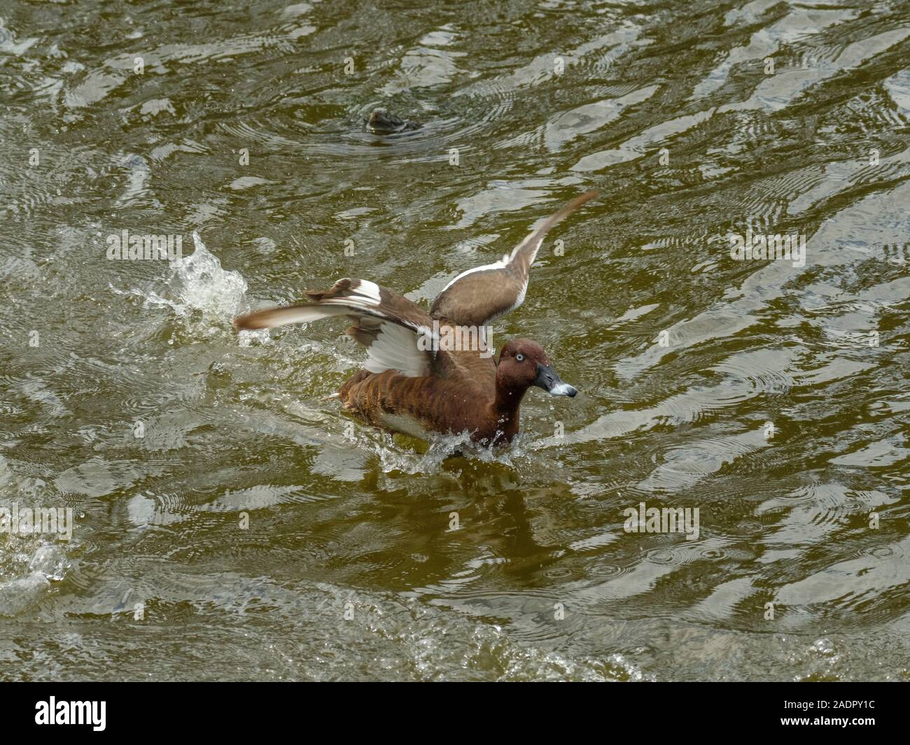 Einheimische australische enten -Fotos und -Bildmaterial in hoher ...
