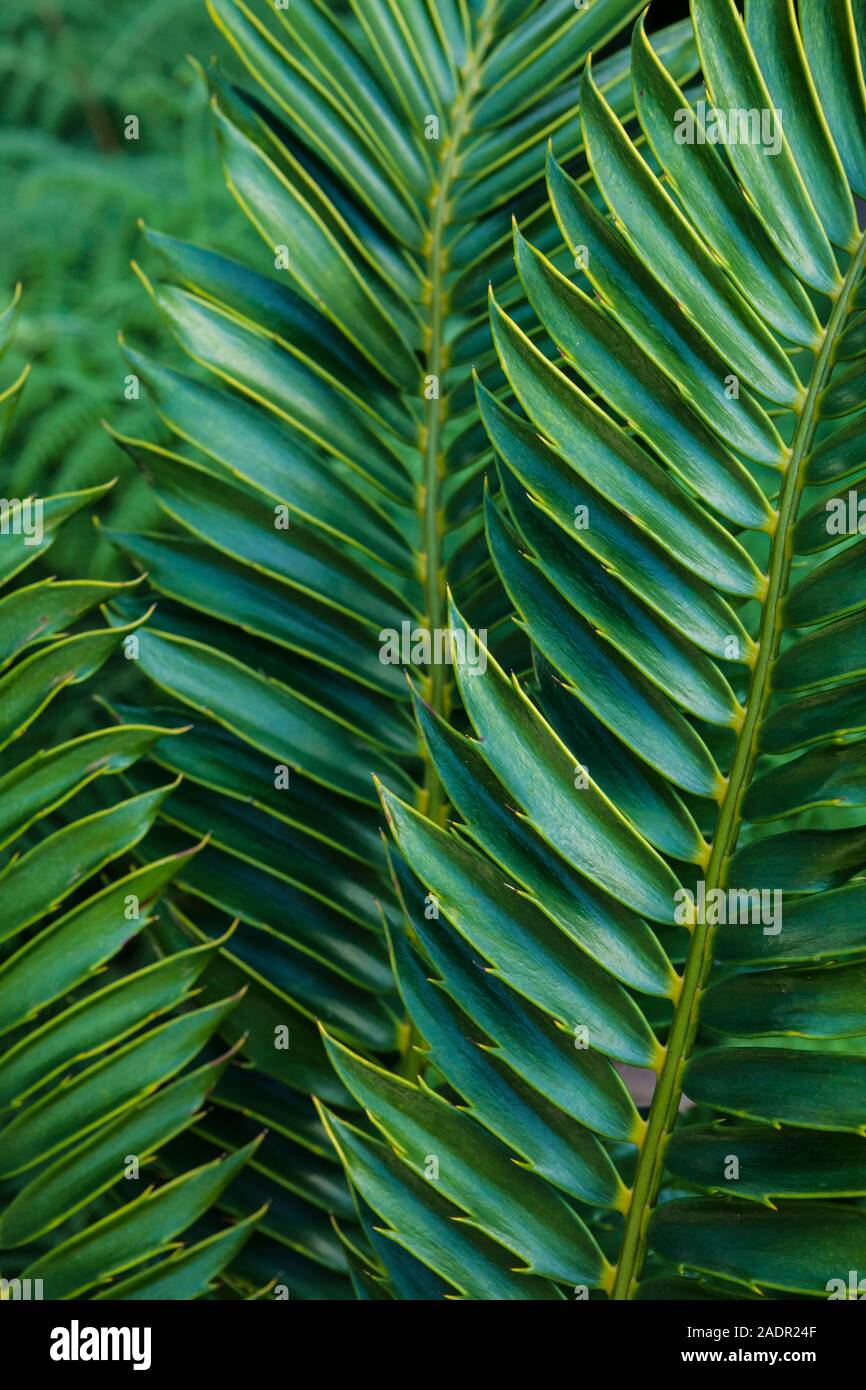 Natal cycad -Fotos und -Bildmaterial in hoher Auflösung – Alamy