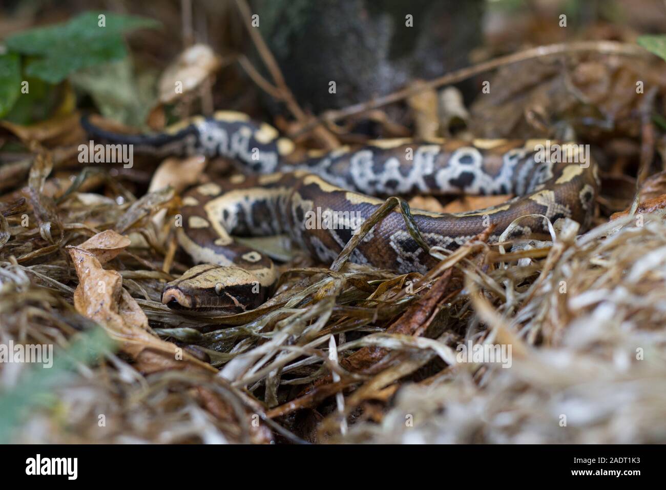 Sumatra roter Blutpython (Python curtis Curtis) allgemein als Rot short-tailed Python bekannt ...