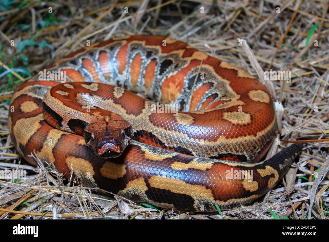 Python curtus brongersmai -Fotos und -Bildmaterial in hoher Auflösung – Alamy