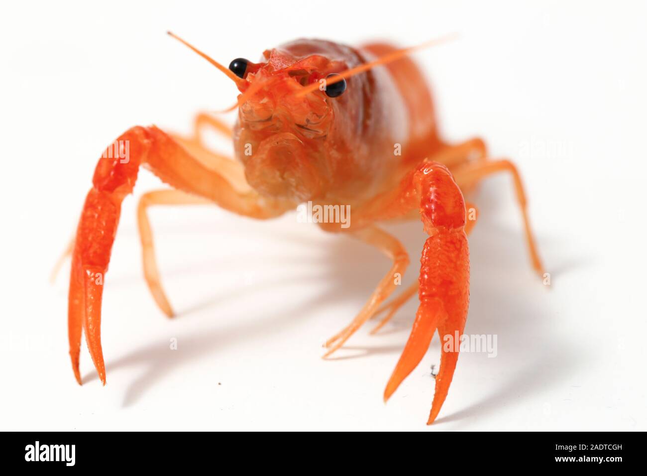 Louisiana krebse procambarus clarkii Ausgeschnittene Stockfotos und ...