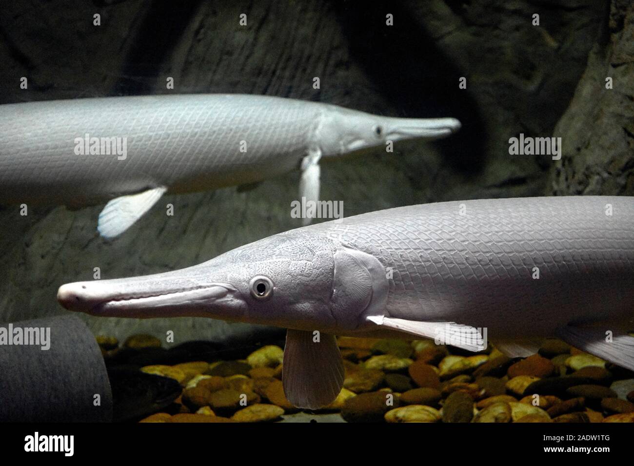 Albino fisch -Fotos und -Bildmaterial in hoher Auflösung – Alamy
