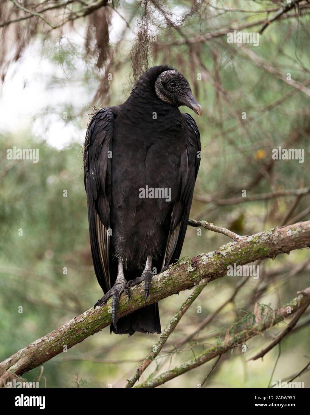 Art black vulture -Fotos und -Bildmaterial in hoher Auflösung – Alamy