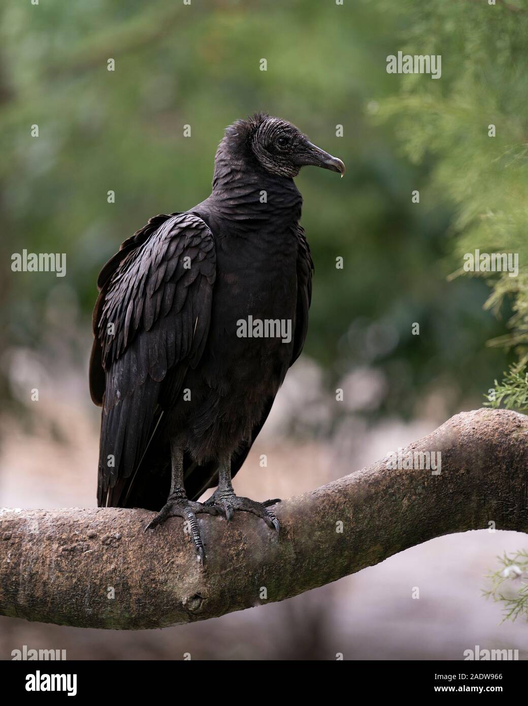 Schwarzer geier vogel bokeh hintergrund -Fotos und -Bildmaterial in ...