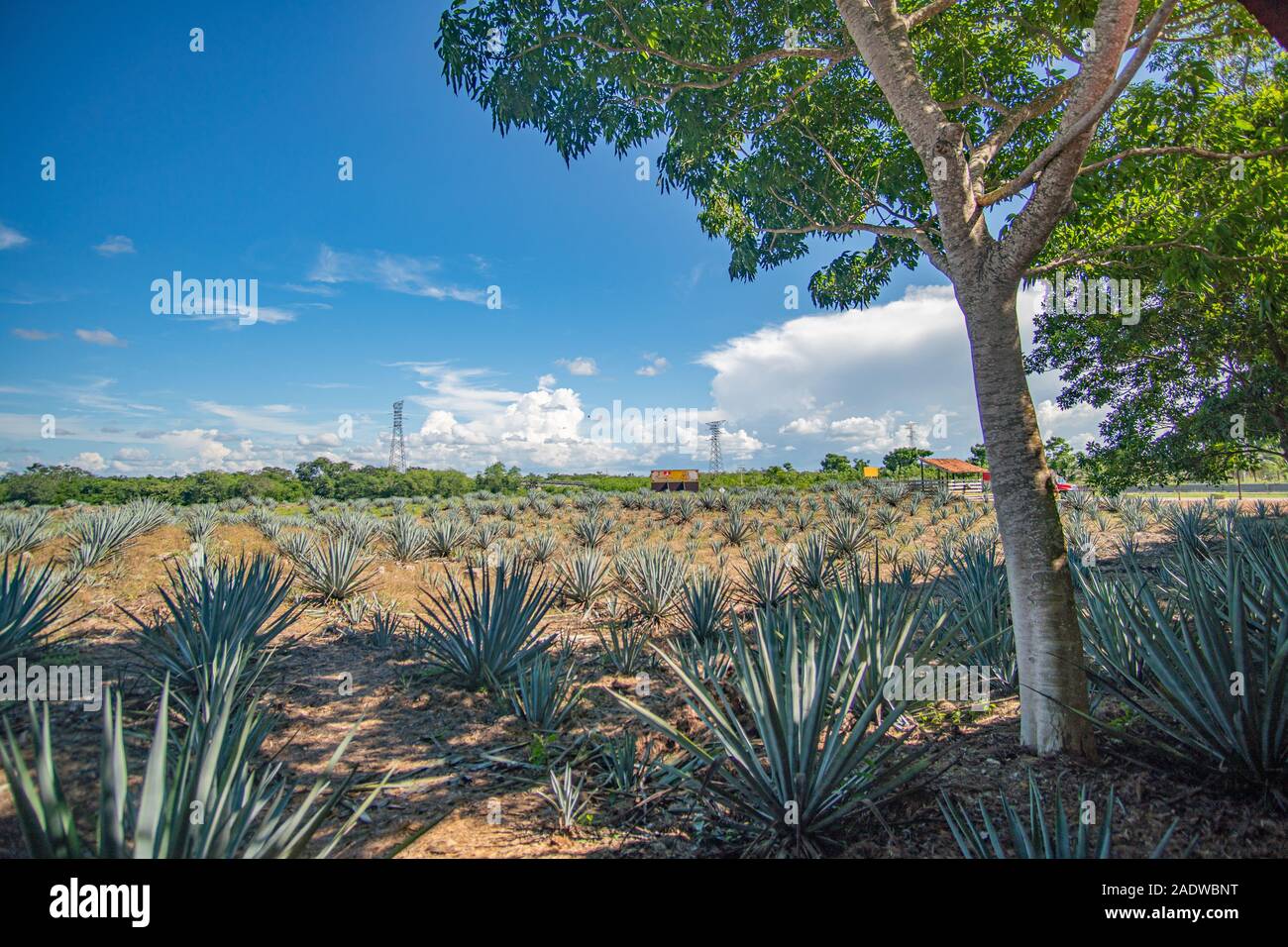 Blaue agavenbrennerei -Fotos und -Bildmaterial in hoher Auflösung – Alamy