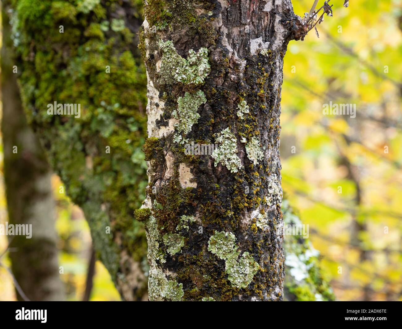 Baum mit moos und flechten bedeckt -Fotos und -Bildmaterial in hoher ...