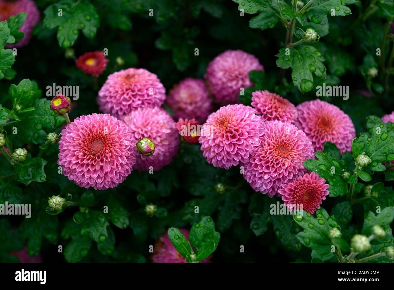 Chrysantheme rose talbot parade -Fotos und -Bildmaterial in hoher ...
