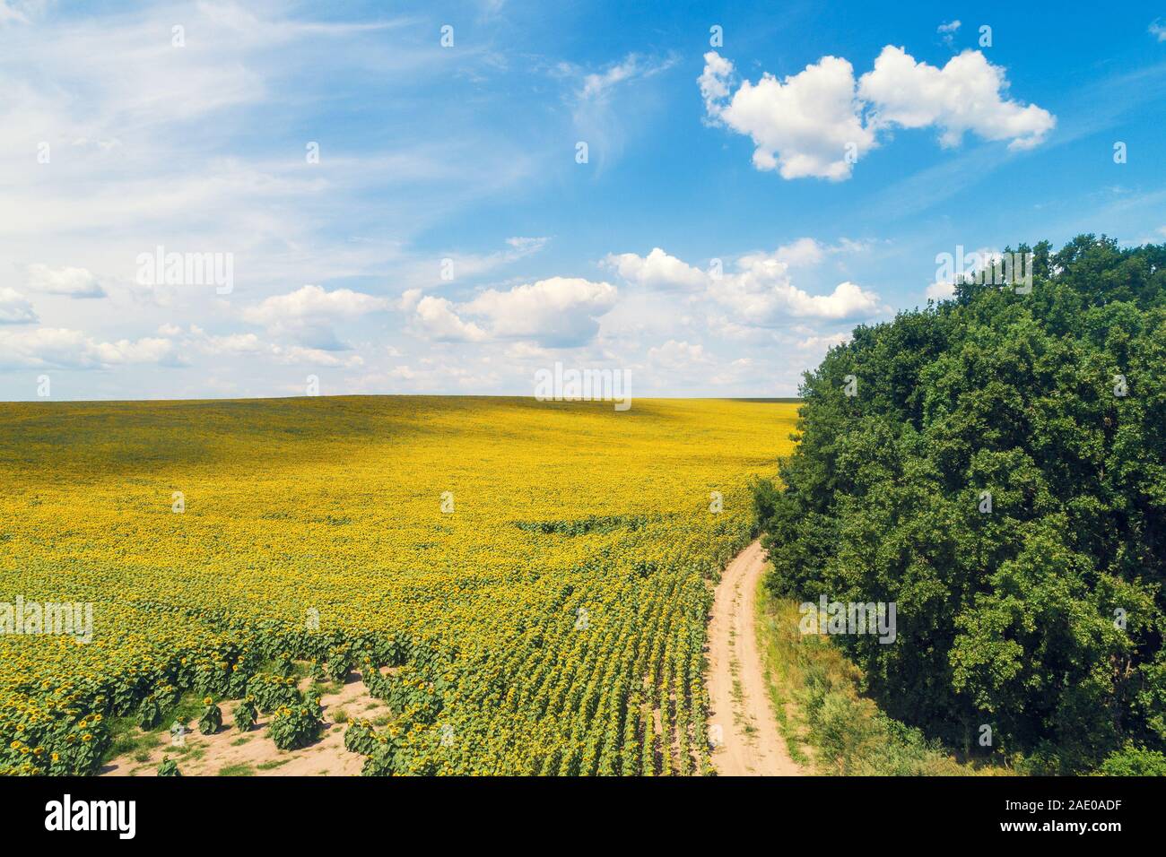 Feldweg mit sonnenblumen -Fotos und -Bildmaterial in hoher Auflösung ...