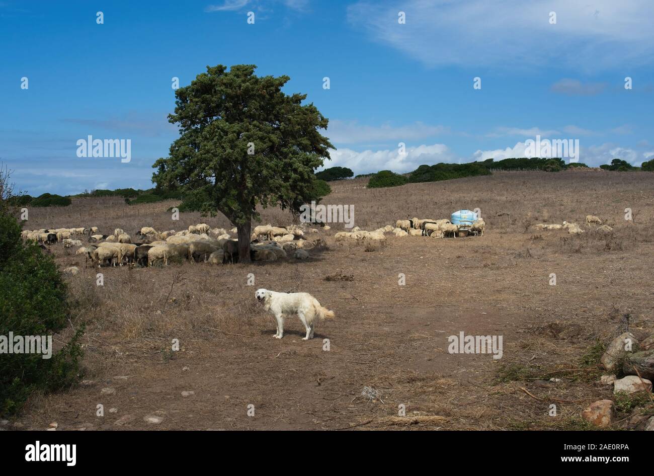 Shepherd sardinia italy -Fotos und -Bildmaterial in hoher Auflösung – Alamy
