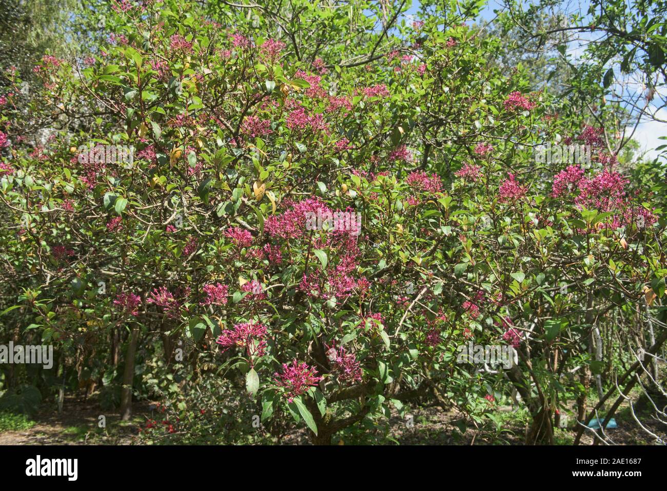 Jupiters beard -Fotos und -Bildmaterial in hoher Auflösung – Alamy