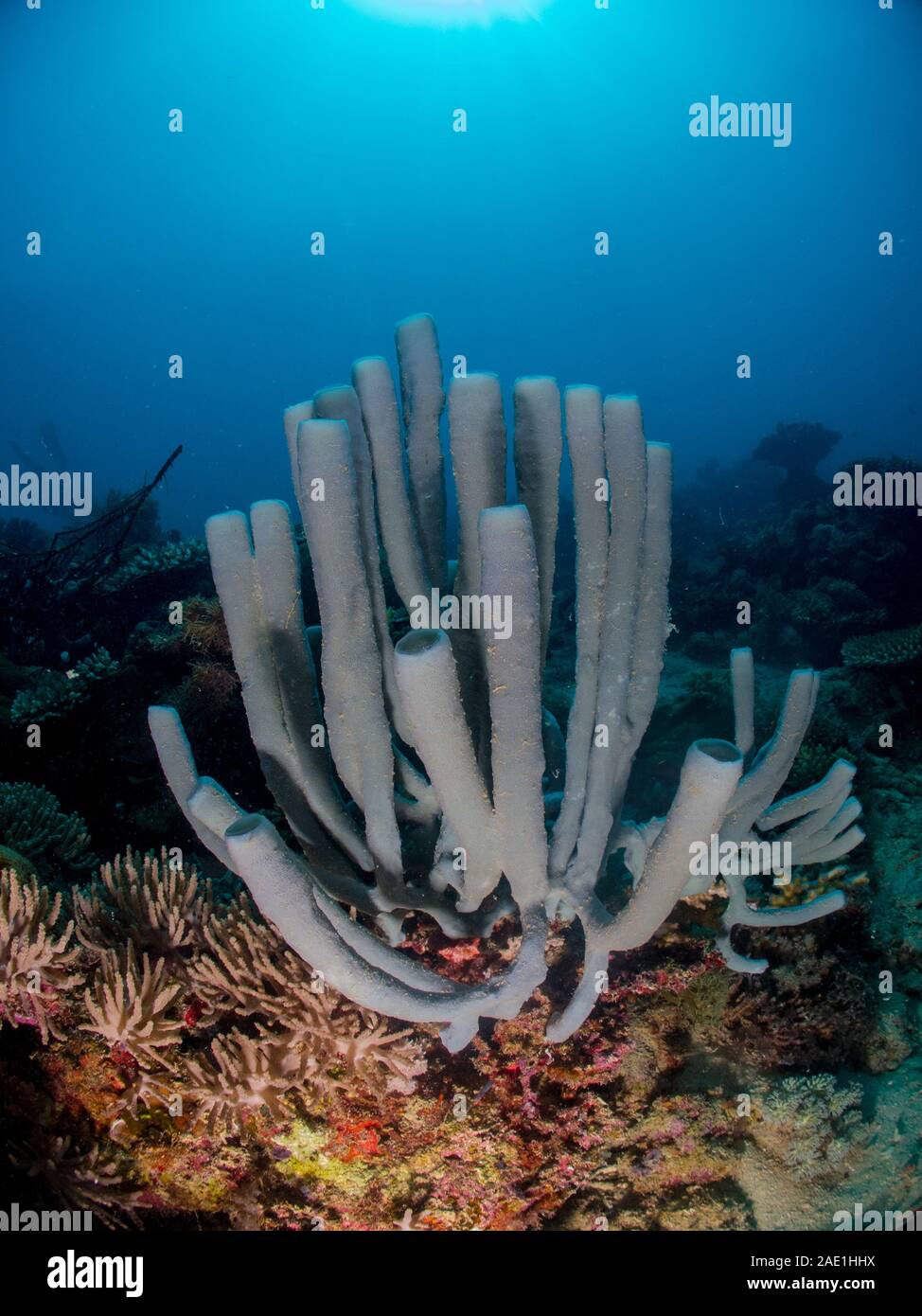 Niphates olemda -Fotos und -Bildmaterial in hoher Auflösung – Alamy