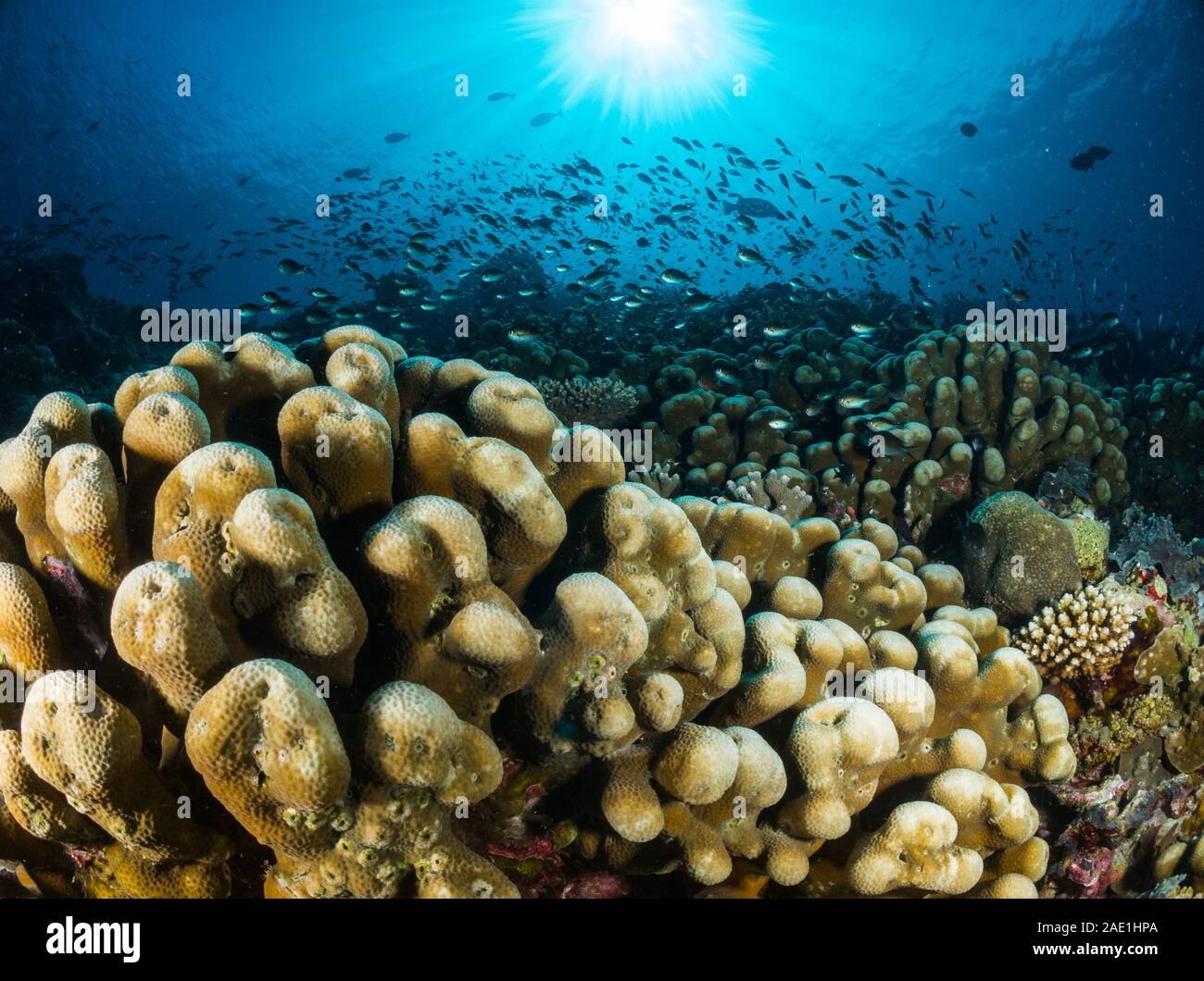 Sipadan celebes -Fotos und -Bildmaterial in hoher Auflösung – Alamy