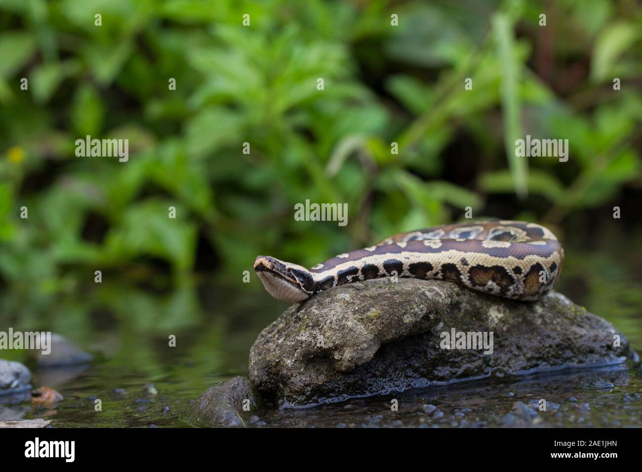 Sumatra roter Blutpython (Python curtis Curtis) allgemein als Rot short-tailed Python bekannt ...