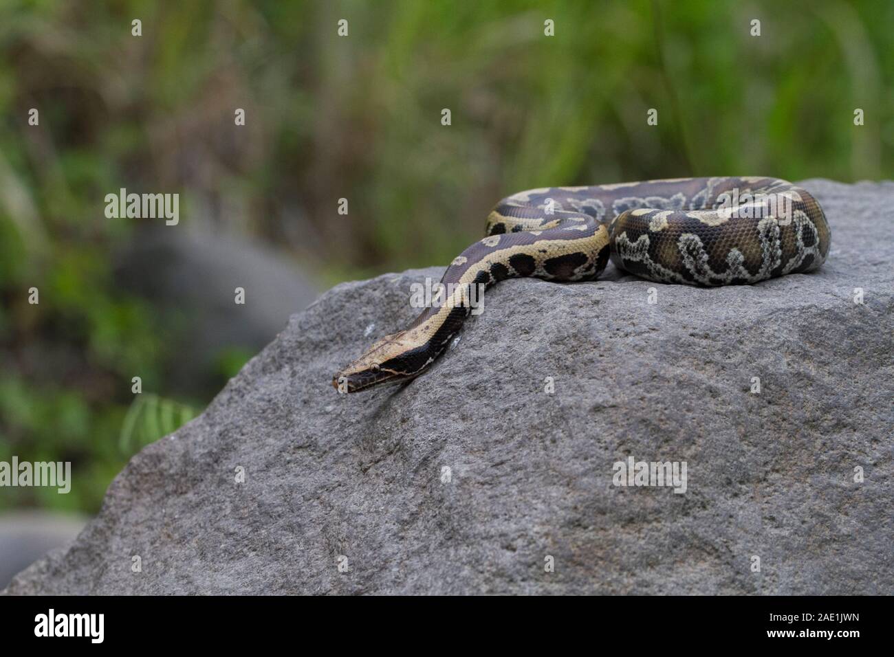 Sumatra roter Blutpython (Python curtis Curtis) allgemein als Rot short-tailed Python bekannt ...