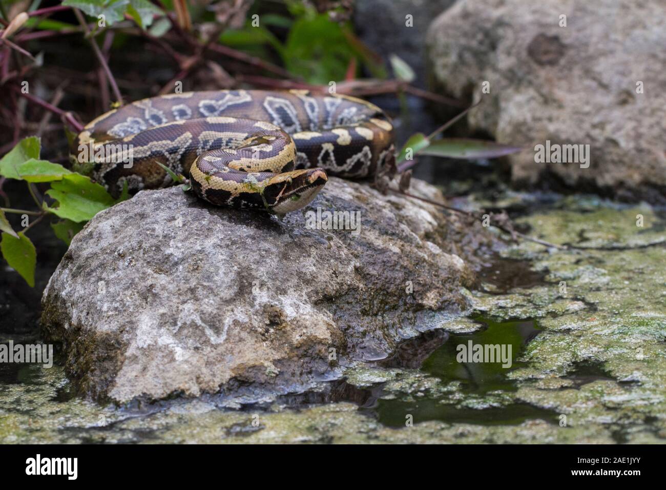 Sumatra roter Blutpython (Python curtis Curtis) allgemein als Rot short-tailed Python bekannt ...