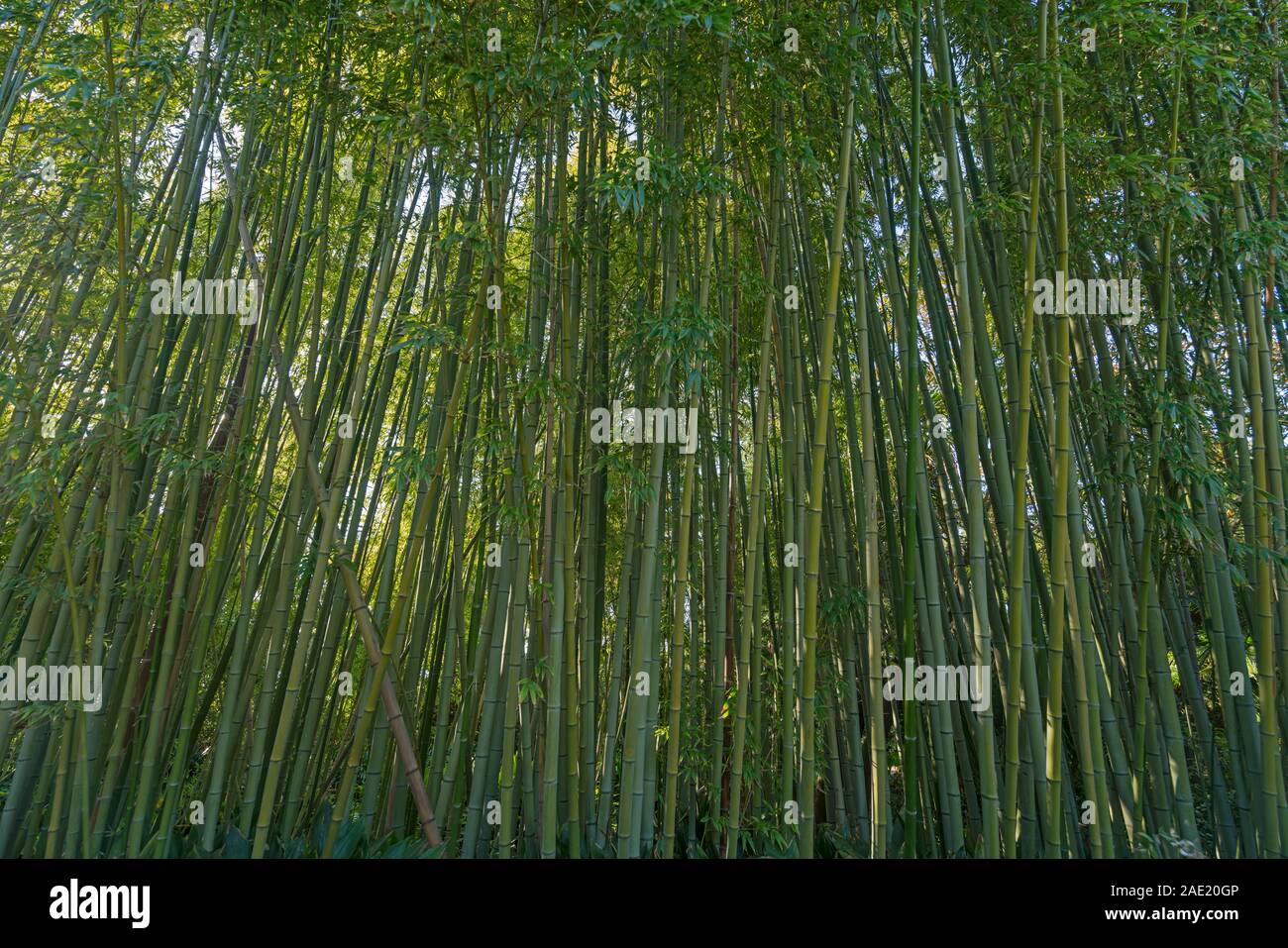 Bambus icon -Fotos und -Bildmaterial in hoher Auflösung – Alamy