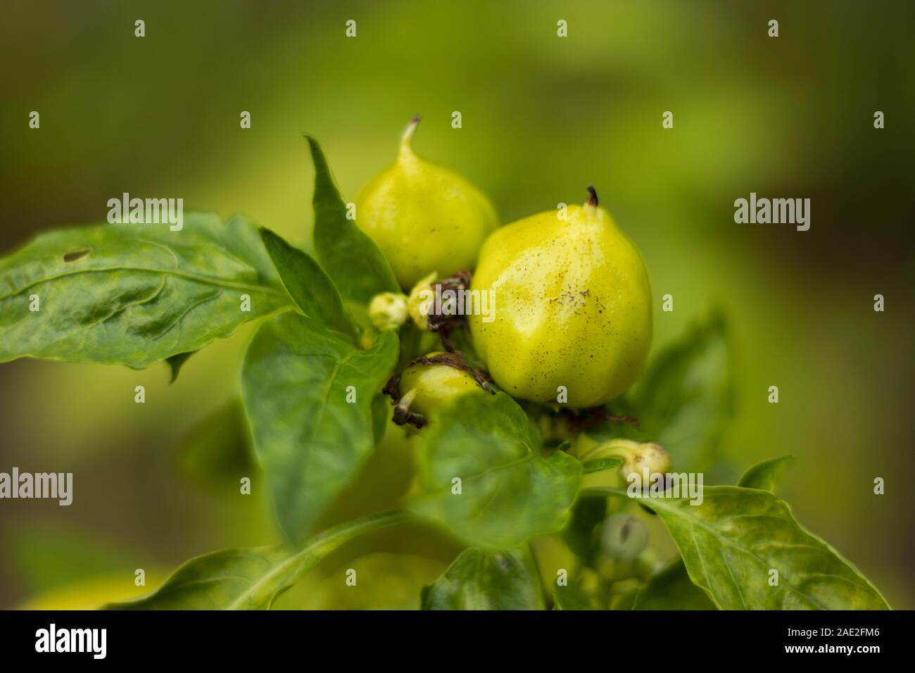 Pflanze wachsen -Fotos und -Bildmaterial in hoher Auflösung – Alamy