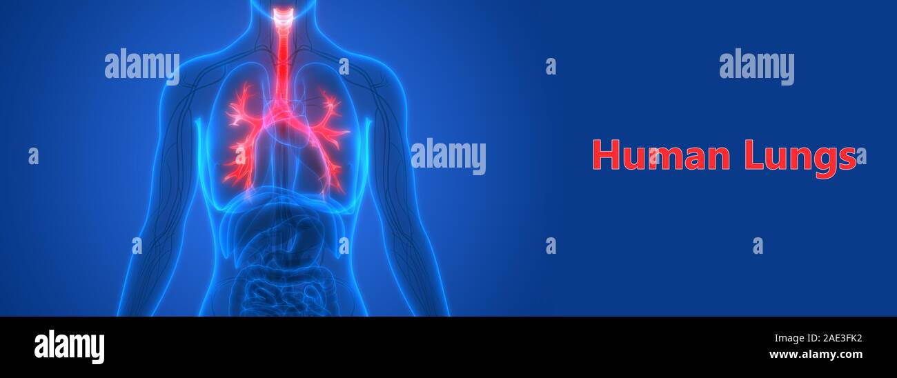 Menschliche Atmungssystem Lungen Anatomie Stockfotografie - Alamy