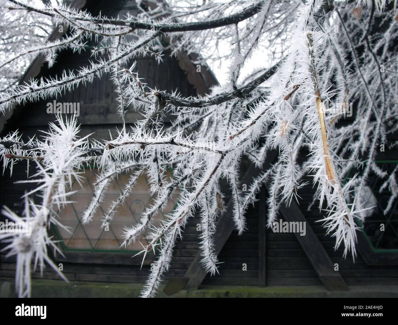 Gefrorenes wasser am zweig -Fotos und -Bildmaterial in hoher Auflösung ...