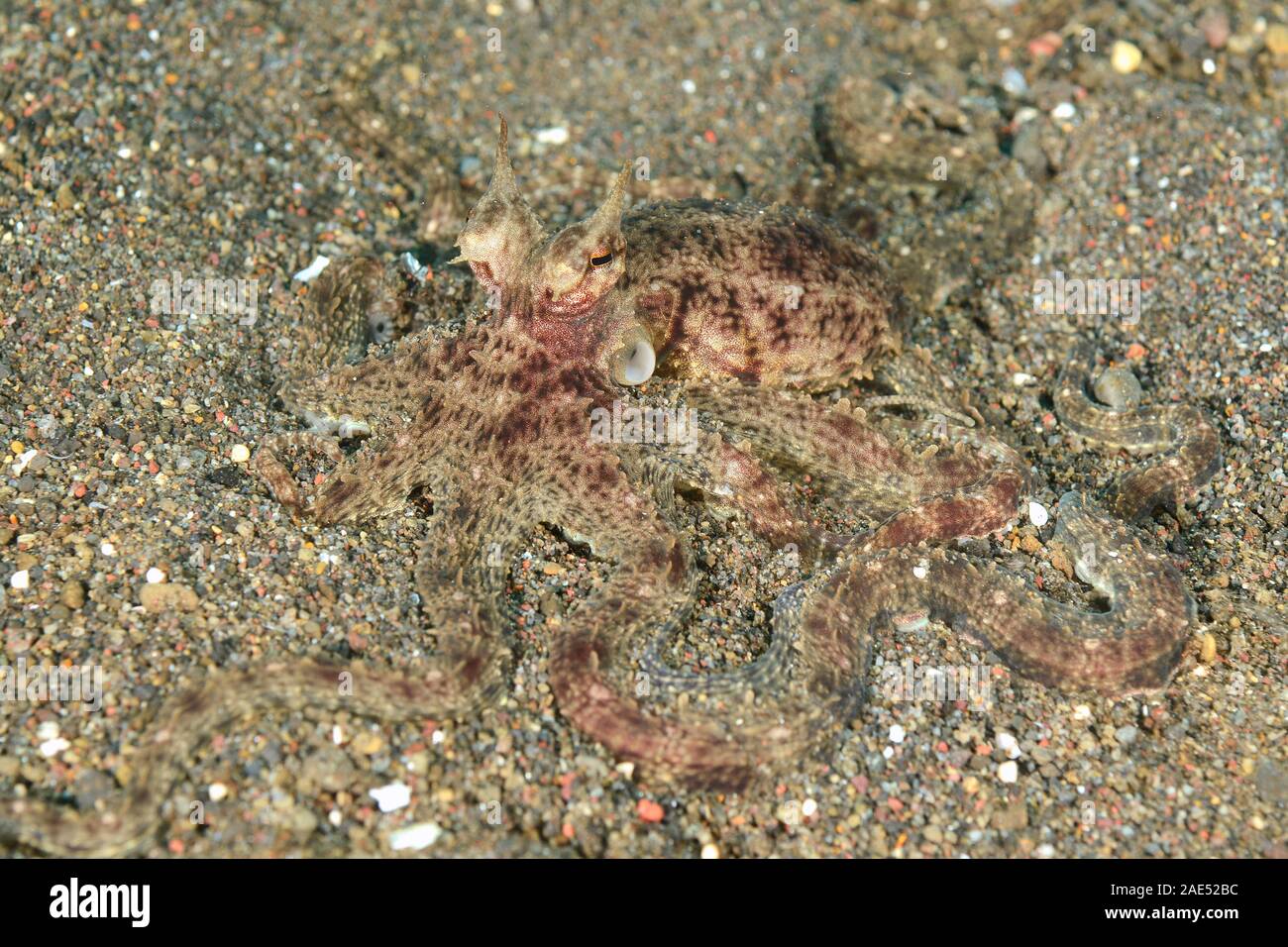 Mimik Oktopus, Thaumoctopus mimicus, Tulamben, Bali, Indonesien. Der ...