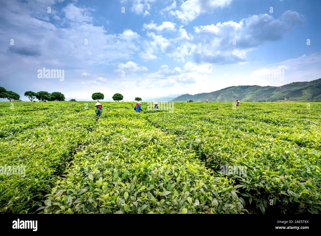 Tee Gartenarbeiter Stockfotos und -bilder Kaufen - Alamy