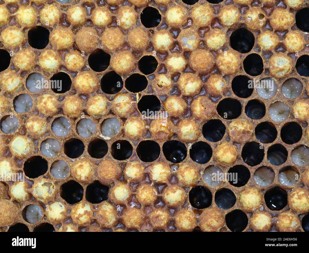 Biene Wabe Larven Stockfotos und -bilder Kaufen - Alamy