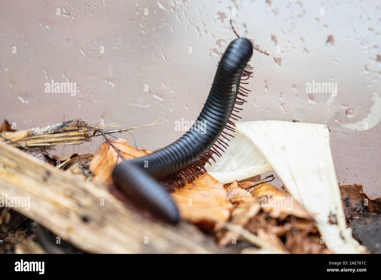 Gestreifte tausendfüßler -Fotos und -Bildmaterial in hoher Auflösung ...