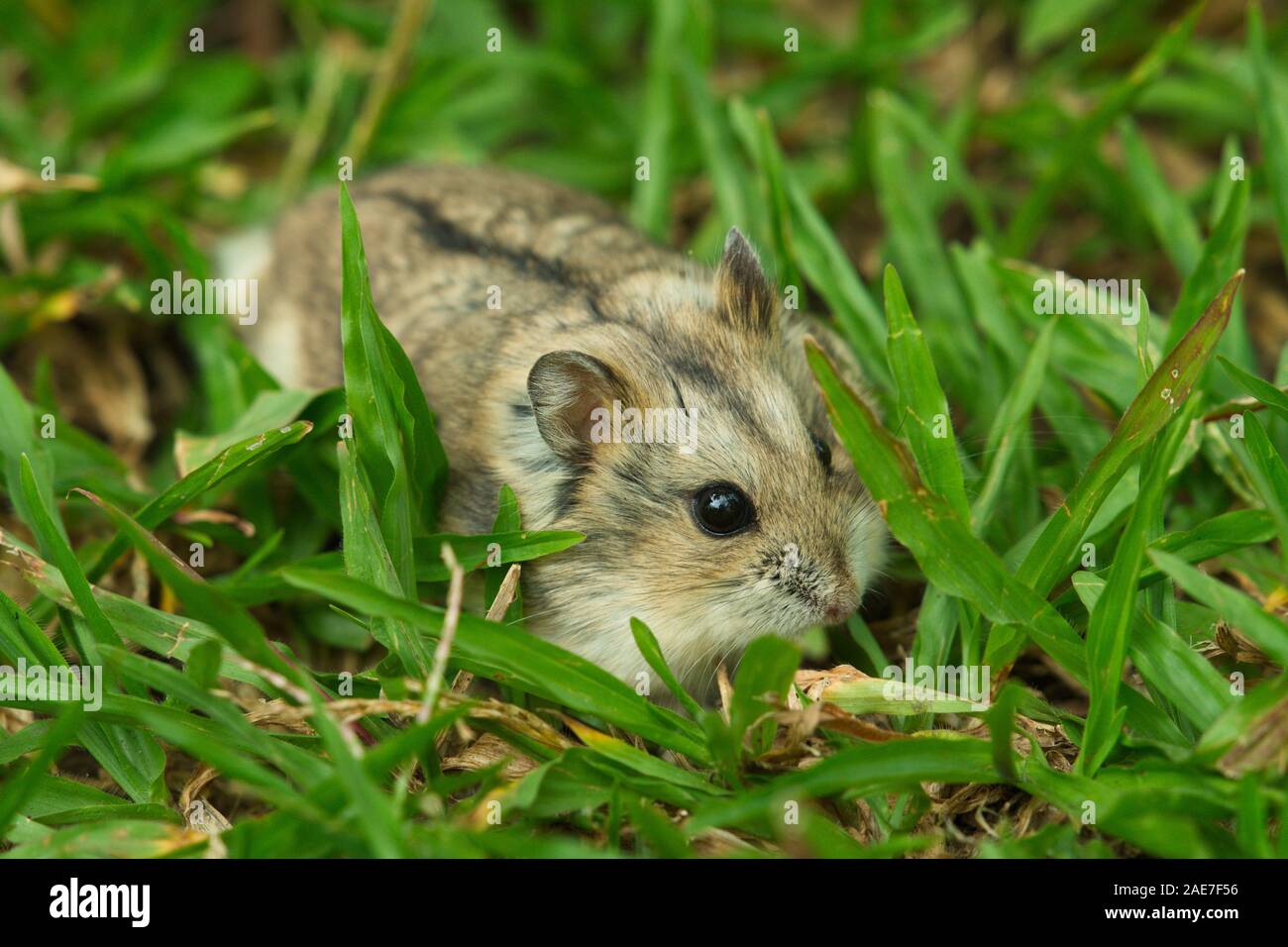Hamster baby -Fotos und -Bildmaterial in hoher Auflösung – Alamy