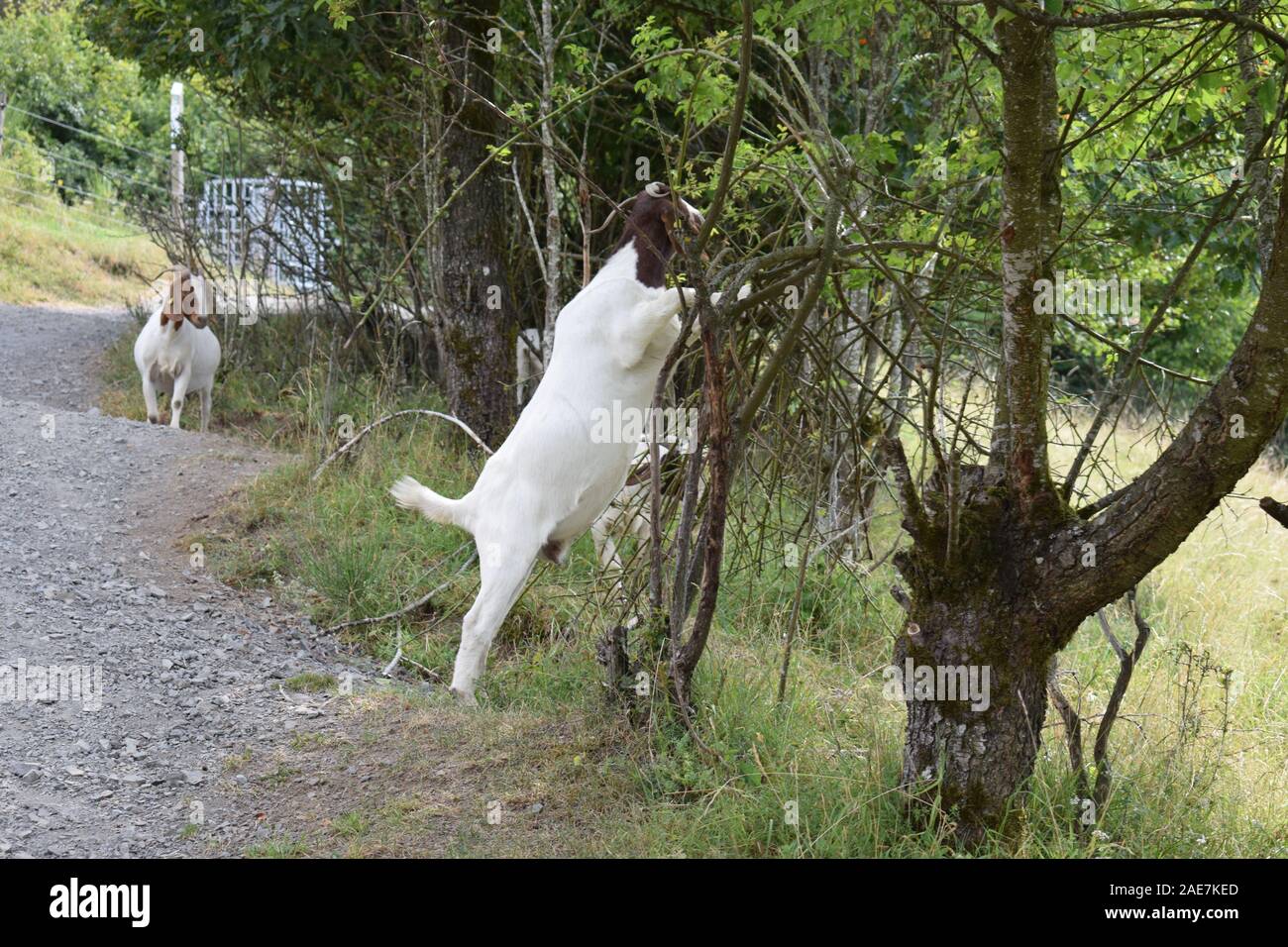 Ziege auf zwei beinen -Fotos und -Bildmaterial in hoher Auflösung – Alamy