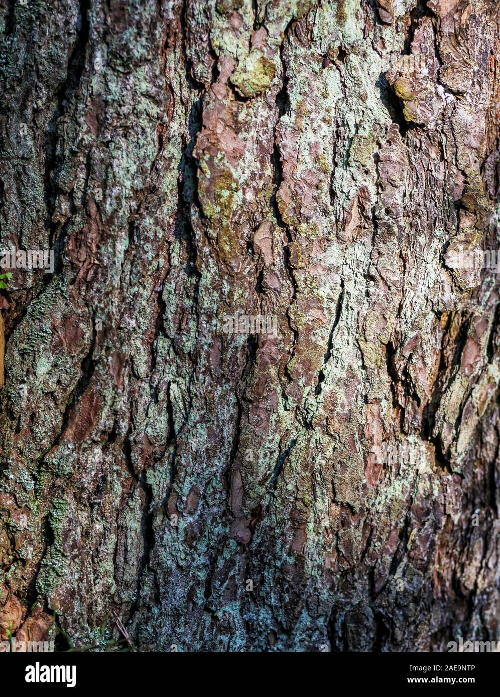 Fichte baumrinde -Fotos und -Bildmaterial in hoher Auflösung – Alamy
