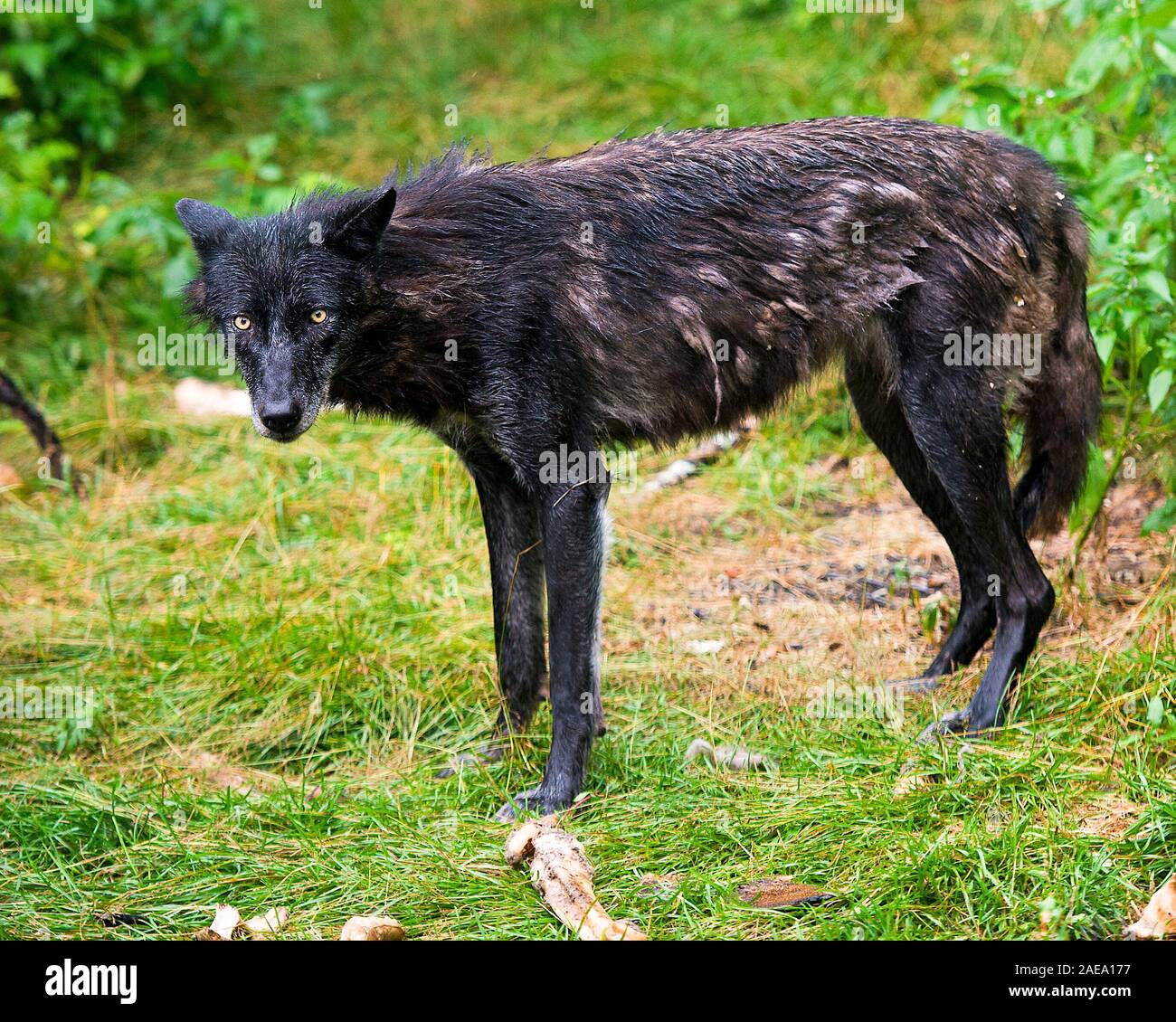 Black wolf profile -Fotos und -Bildmaterial in hoher Auflösung – Alamy