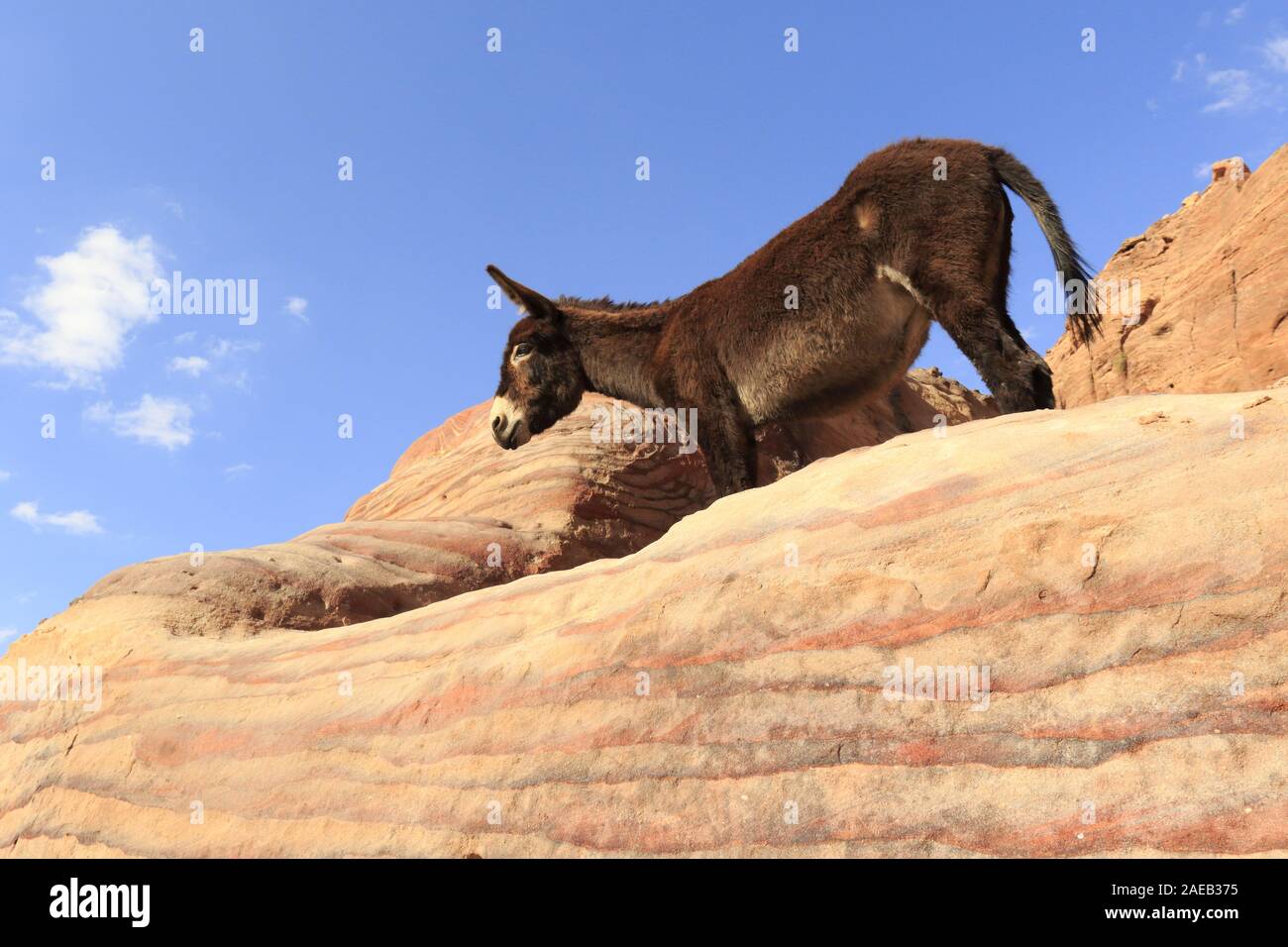 Esel in den bergen -Fotos und -Bildmaterial in hoher Auflösung – Alamy