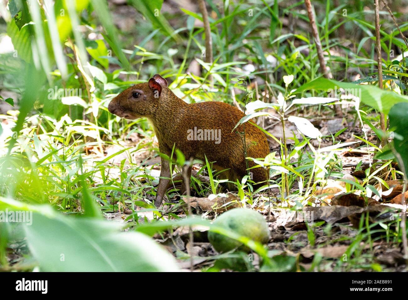 Panama rodent -Fotos und -Bildmaterial in hoher Auflösung – Alamy