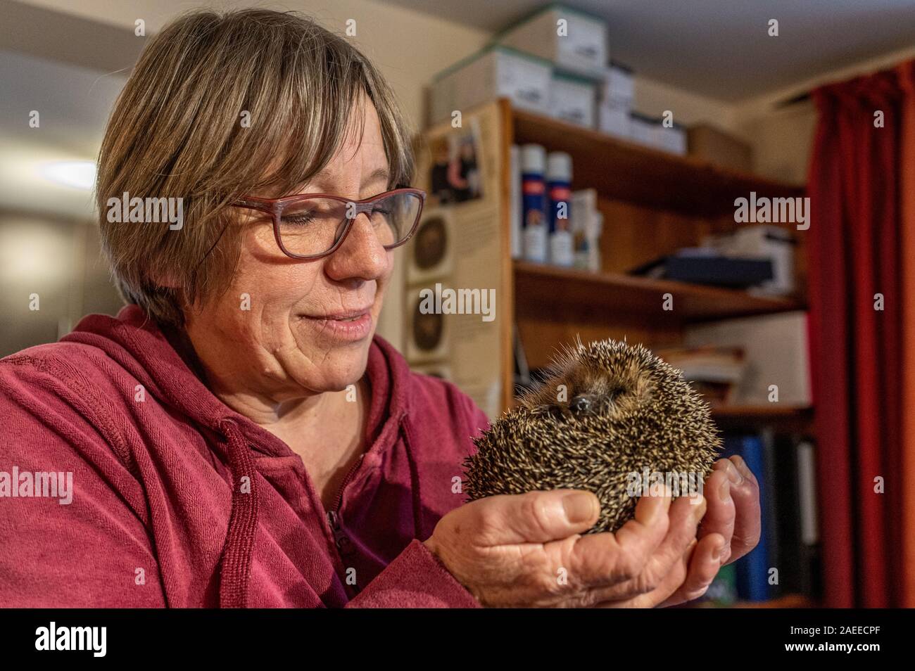 Bad Griesbach, Deutschland. 05 Dez, 2019. Monika Lüdtke hält einen Igel. Mehr als 140 Igel ...