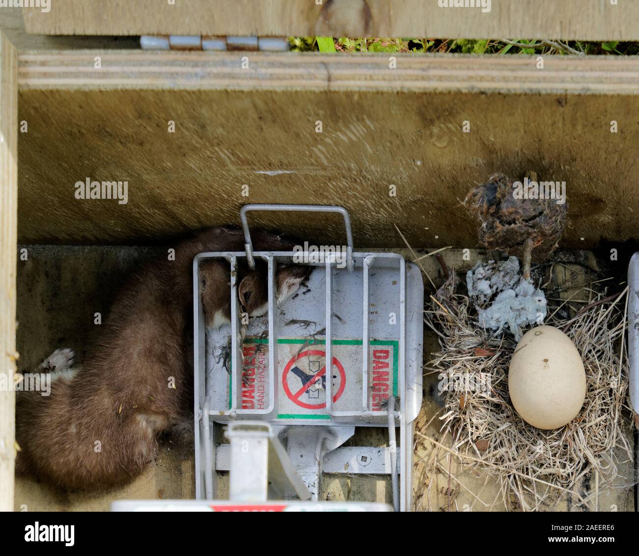 Nicht einheimische arten neuseeland -Fotos und -Bildmaterial in hoher ...