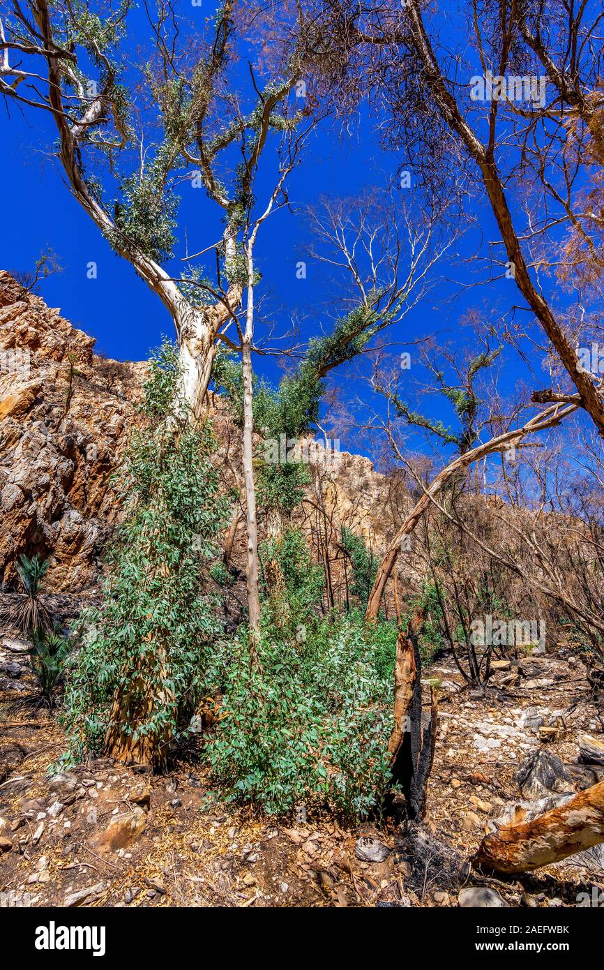 Erholung nach dem waldbrand -Fotos und -Bildmaterial in hoher Auflösung ...