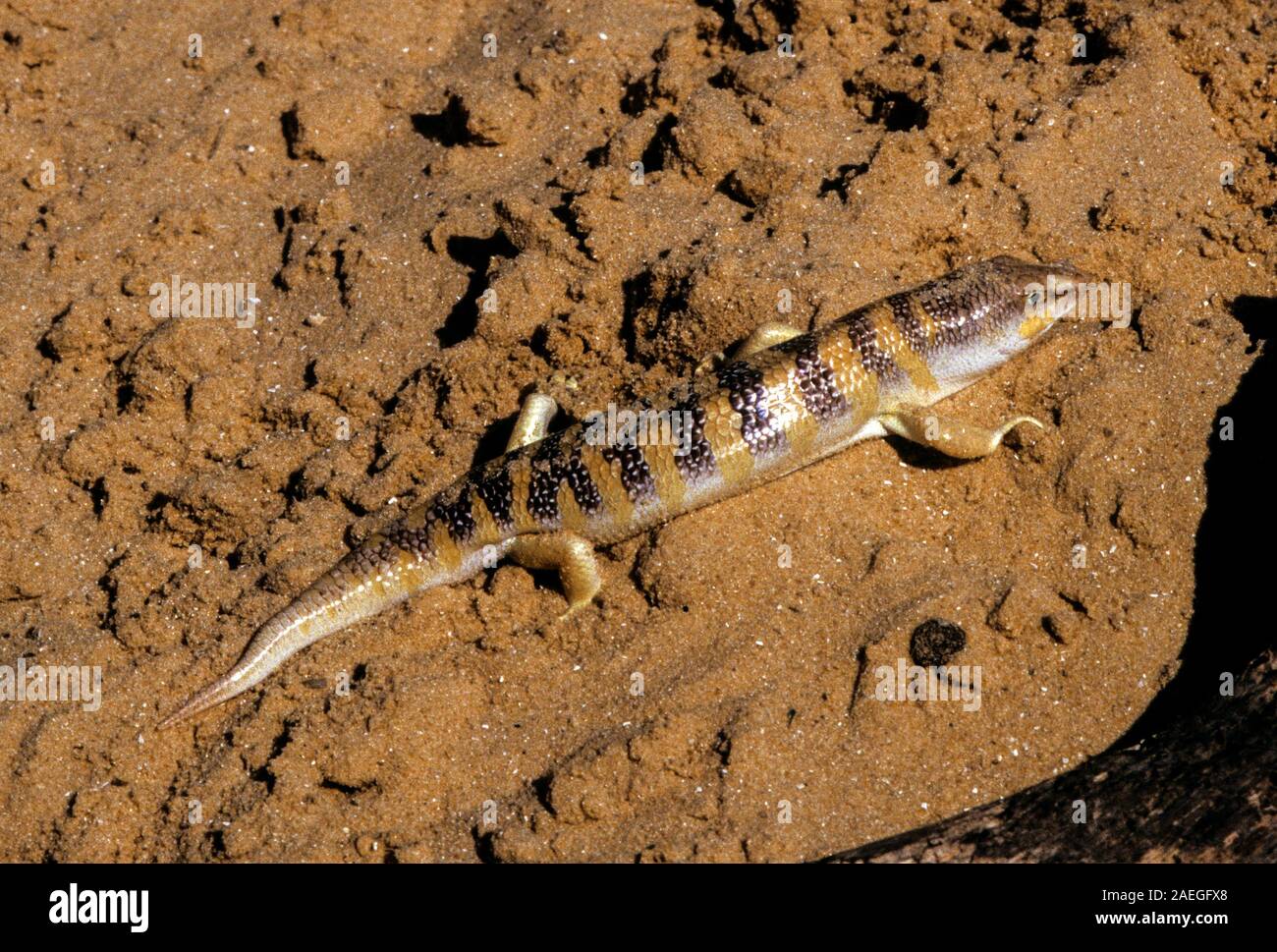 Sandfisch skink -Fotos und -Bildmaterial in hoher Auflösung – Alamy