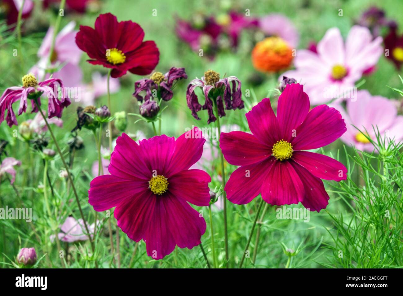 Rote wilde blumen -Fotos und -Bildmaterial in hoher Auflösung – Alamy
