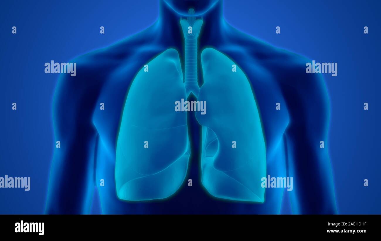 Menschliche Atmungssystem Lungen Anatomie Stockfotografie - Alamy
