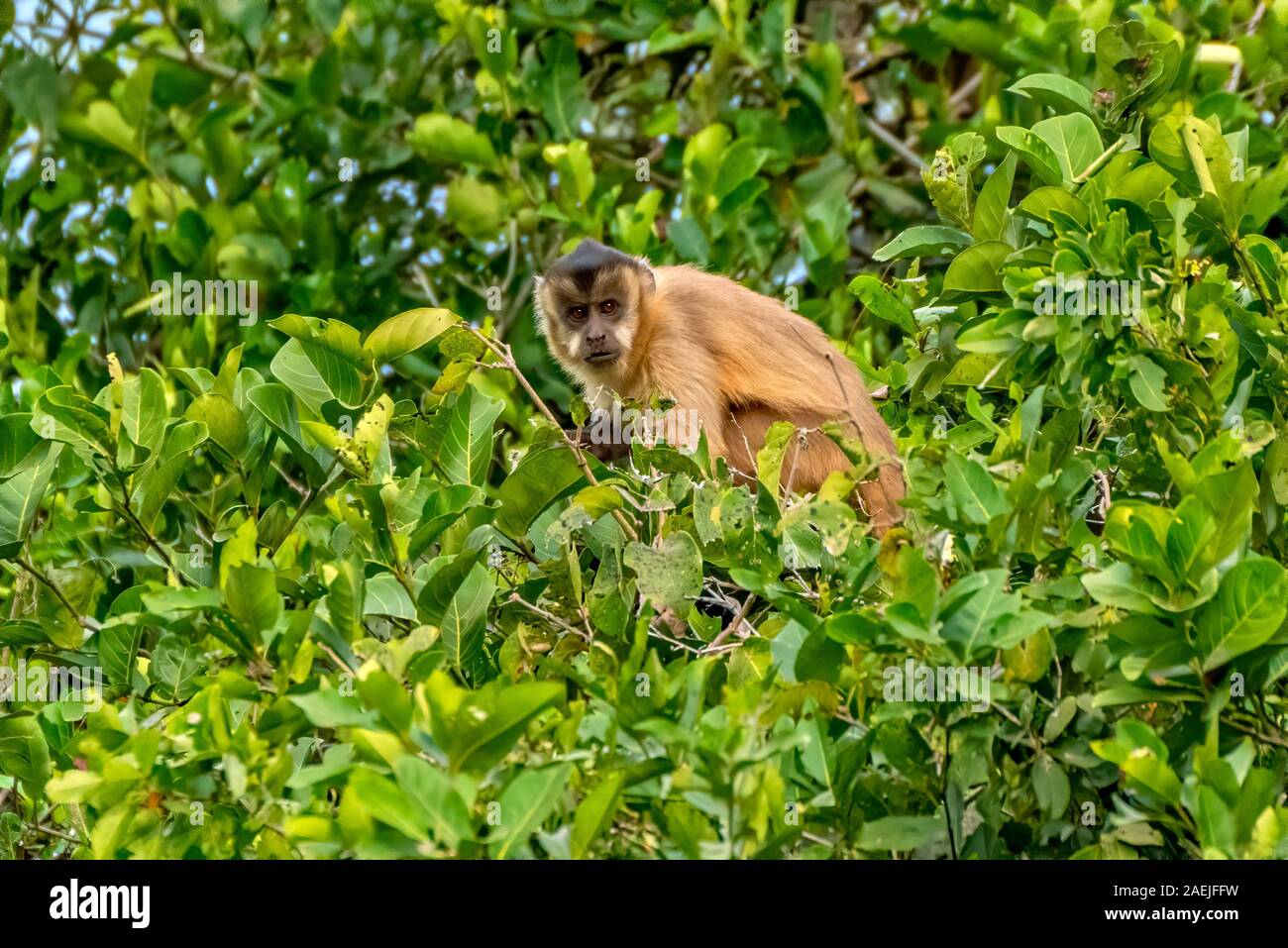 Affenaugen amerika -Fotos und -Bildmaterial in hoher Auflösung – Alamy