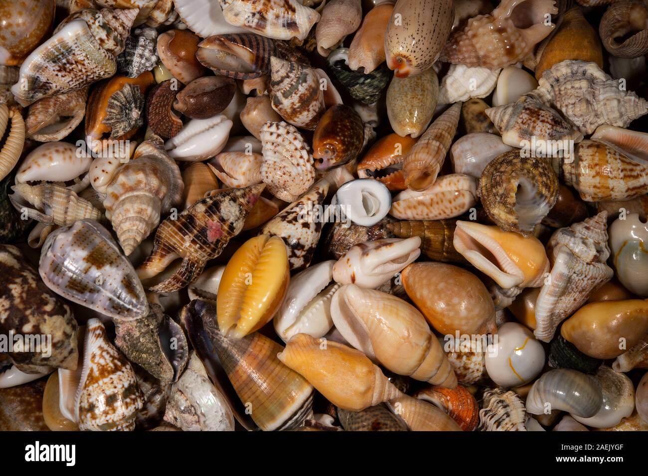 Roberto nistri horizontale muschelschalen -Fotos und -Bildmaterial in ...