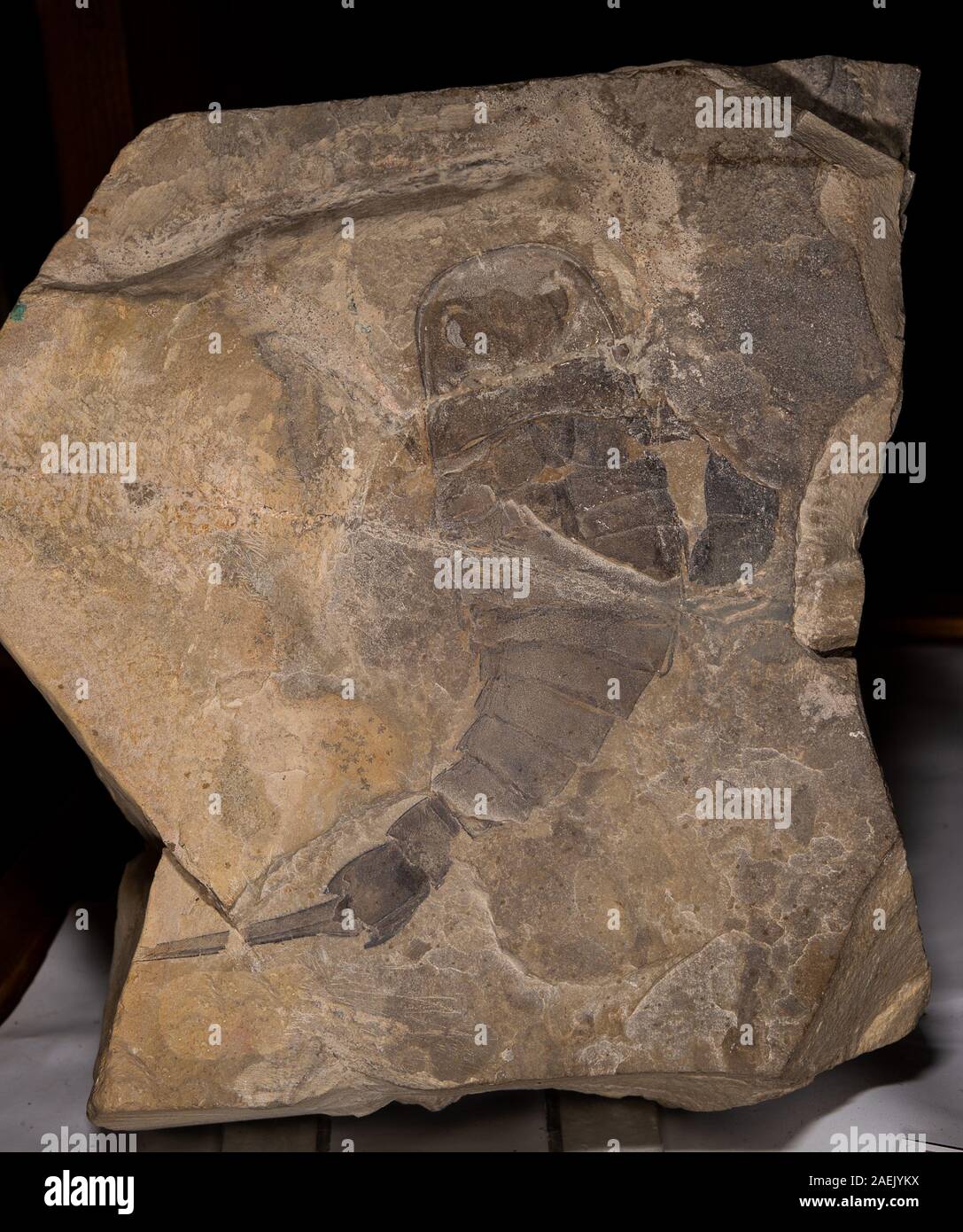 Upper silurian -Fotos und -Bildmaterial in hoher Auflösung – Alamy