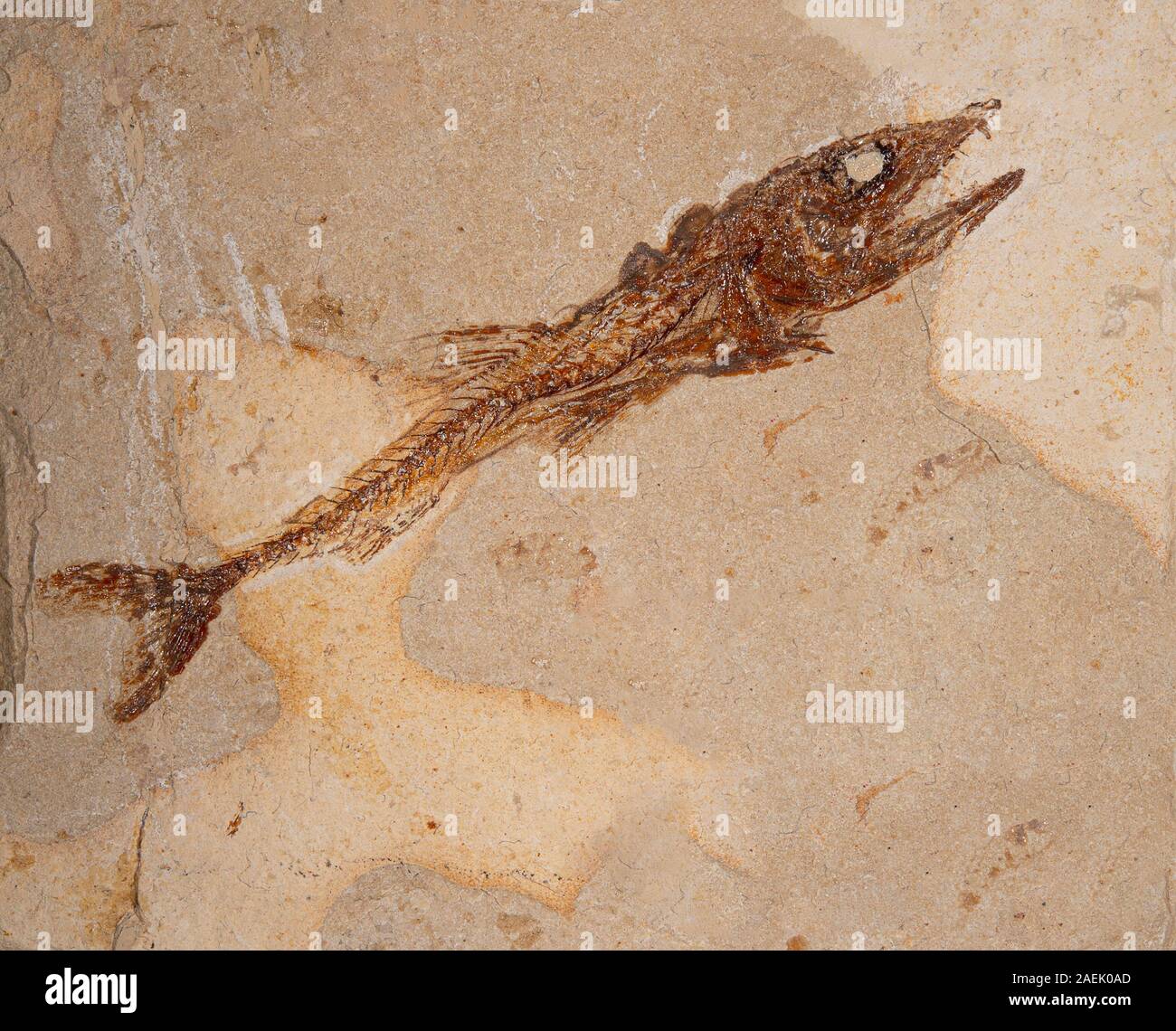 Fossil Fish Lebanon Stockfotos und -bilder Kaufen - Alamy
