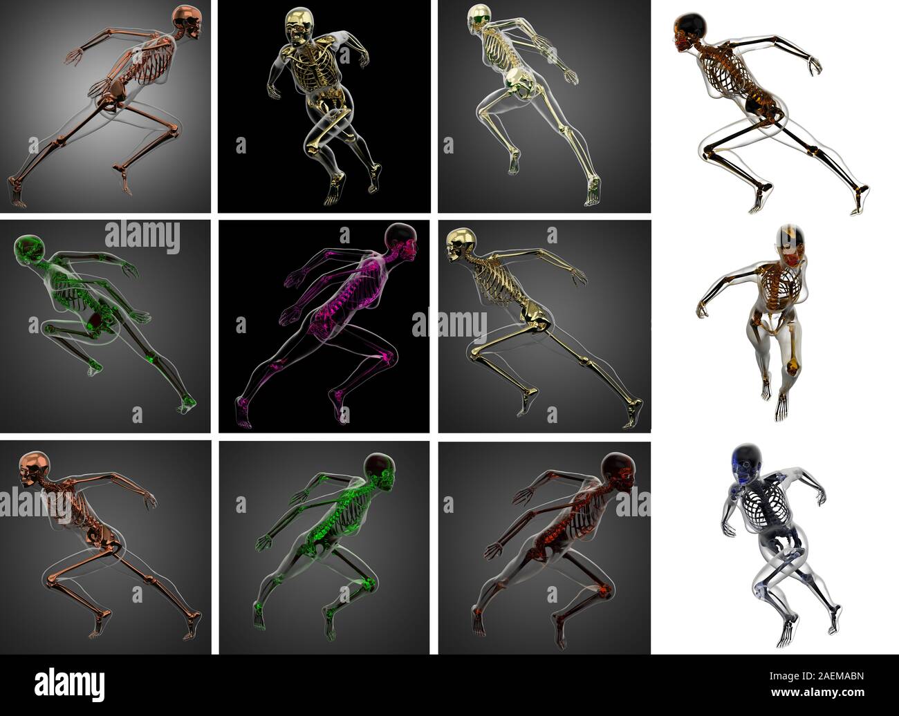 3D Rendering Illustration von skelett knochen Anatomie Stockfotografie ...