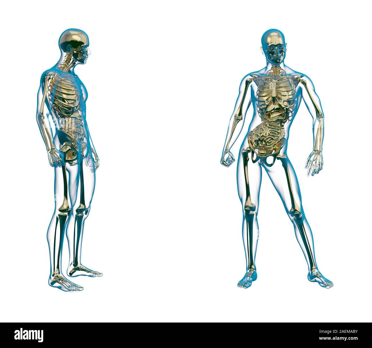 3D Rendering Illustration von skelett knochen Anatomie Stockfotografie ...