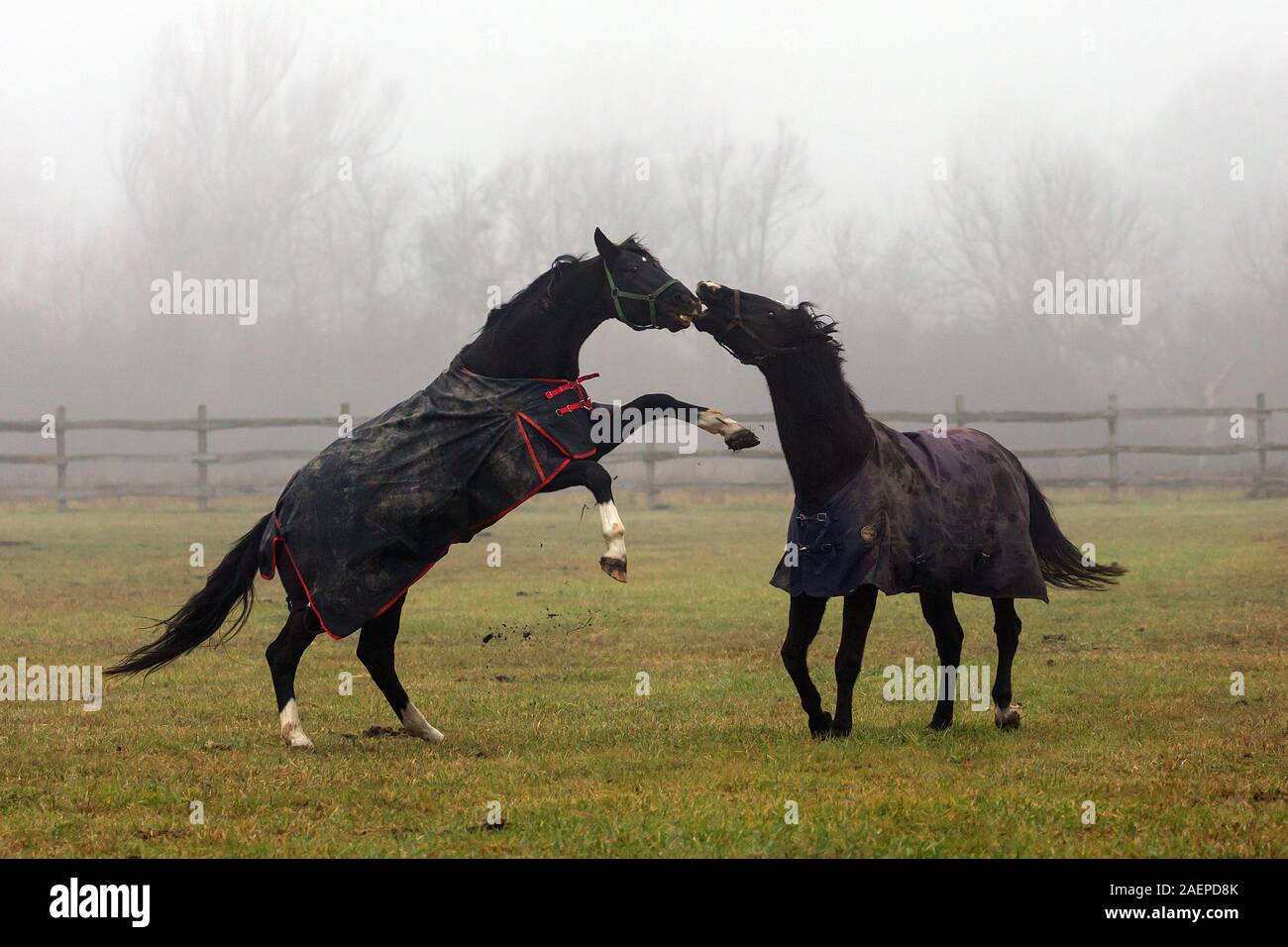 Wildes reiten -Fotos und -Bildmaterial in hoher Auflösung – Alamy