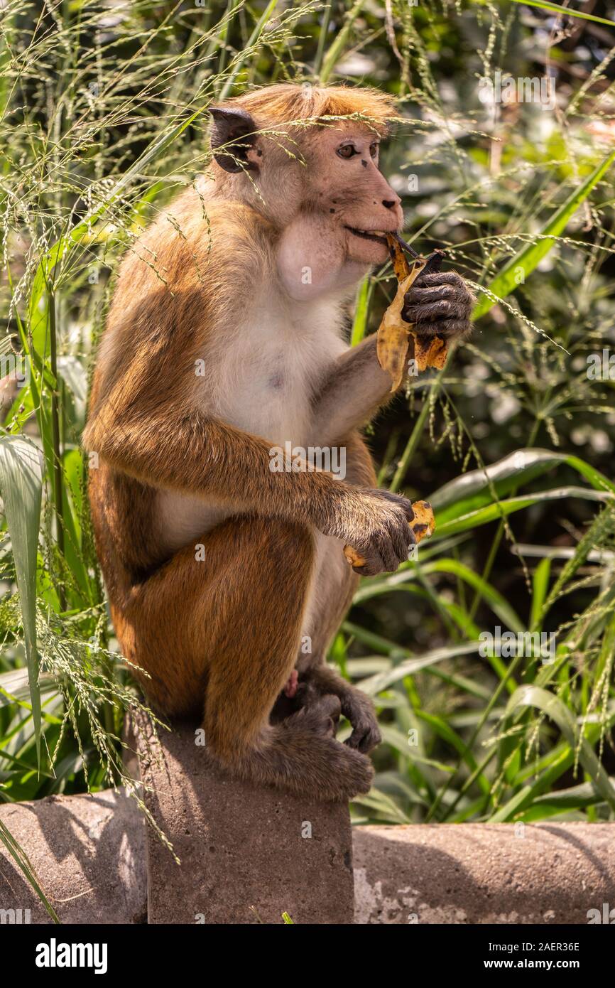 Rothaarige Affe mit eine lustige Frisur isst eine Banane ...