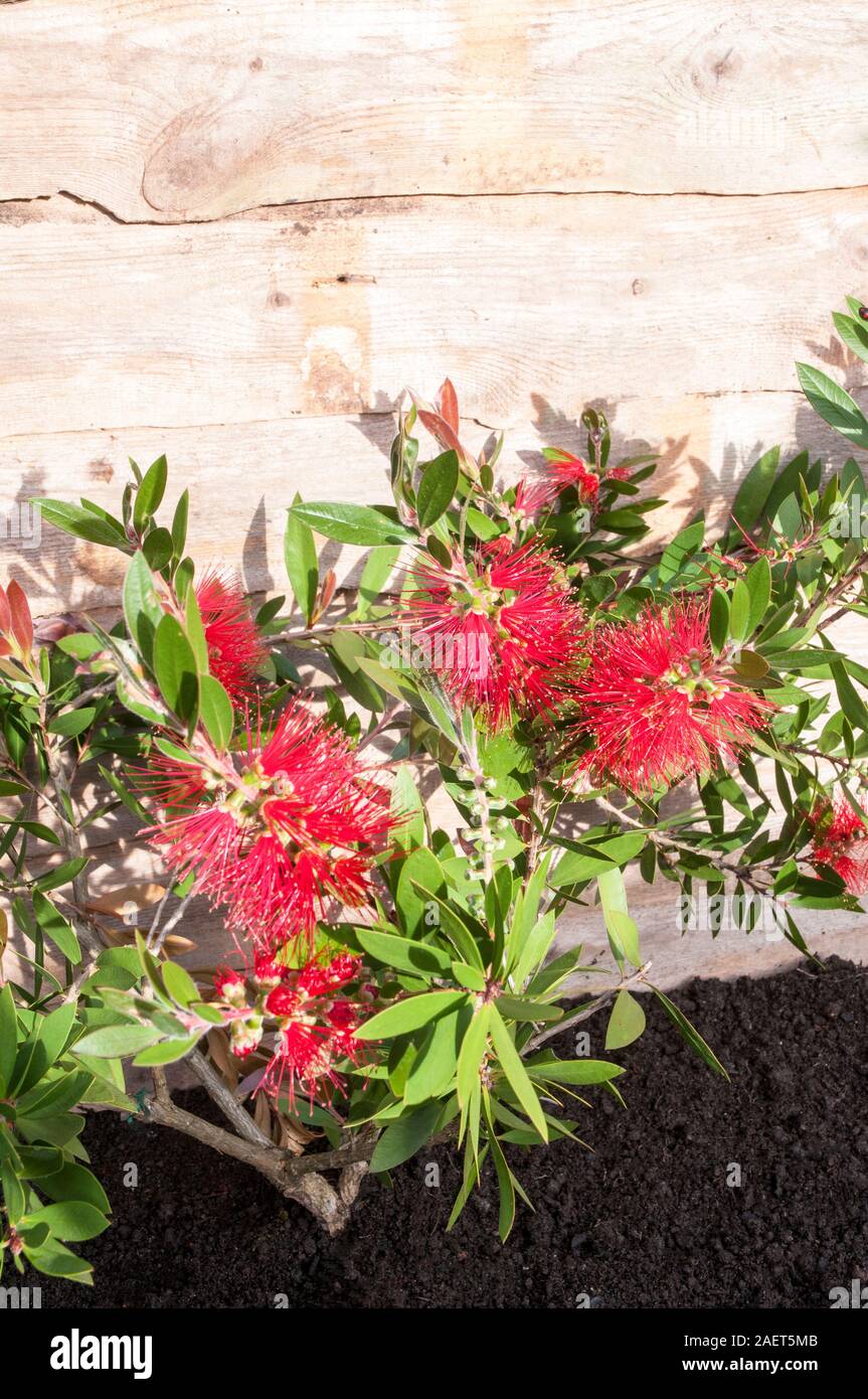 Callistemon citrinus splendens -Fotos und -Bildmaterial in hoher ...