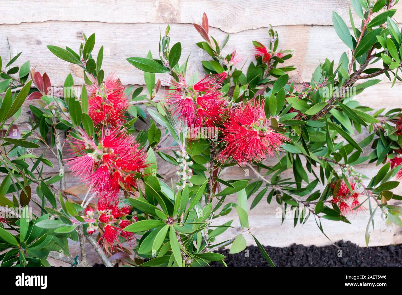 Callistemon citrinus crimson bottlebrush -Fotos und -Bildmaterial in ...